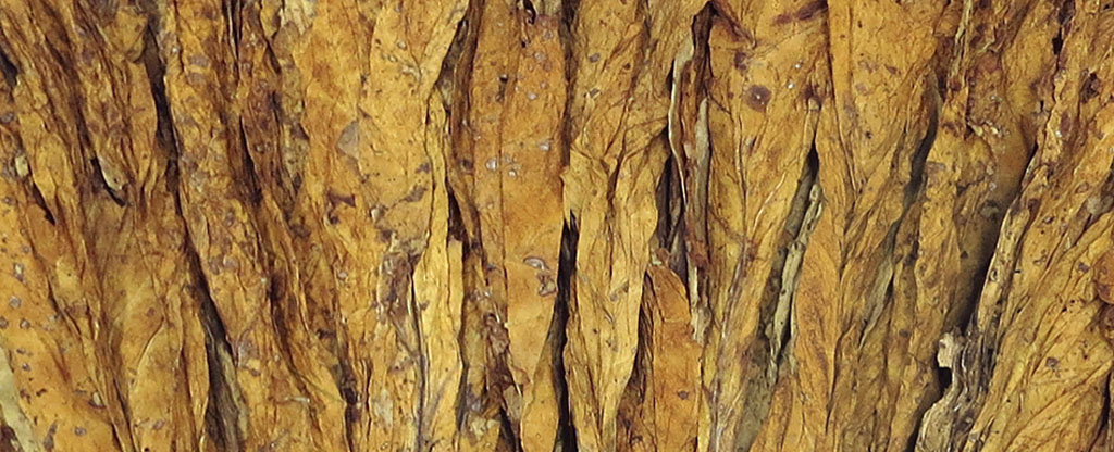 Premium Brazil Tabacos – Beneficiamento e comercialização de tabaco